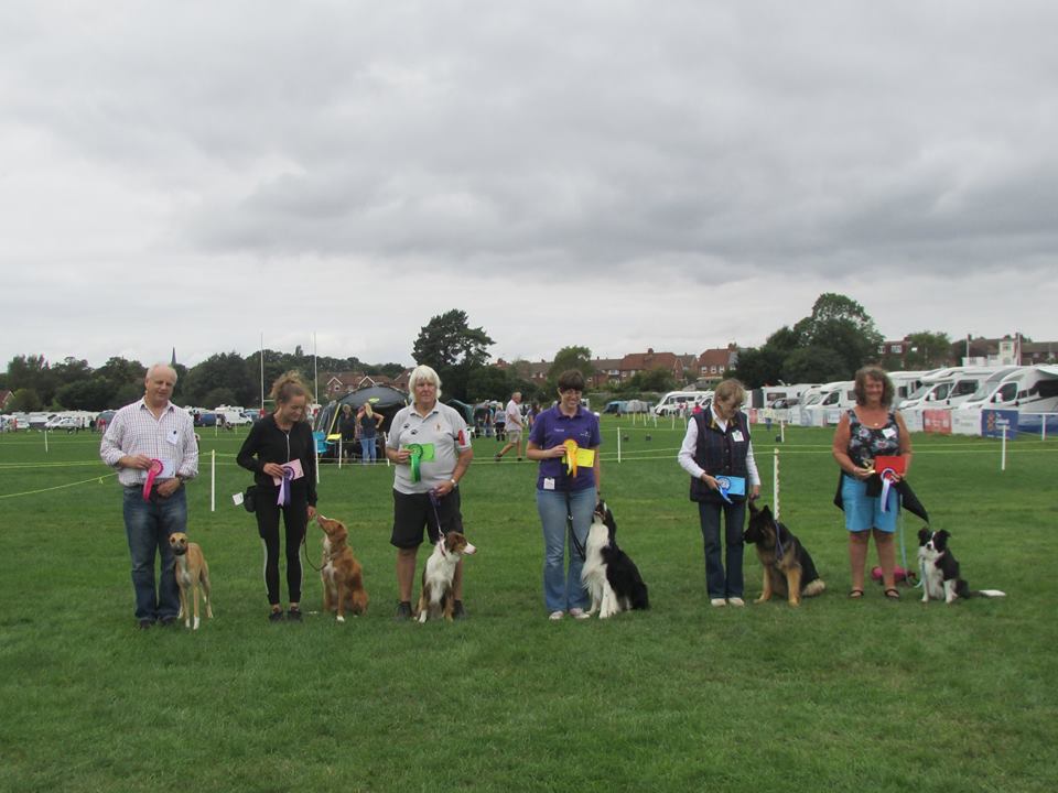 Ditton – places for TJ, Bessie and Logan – Winchester City Dog Training ...