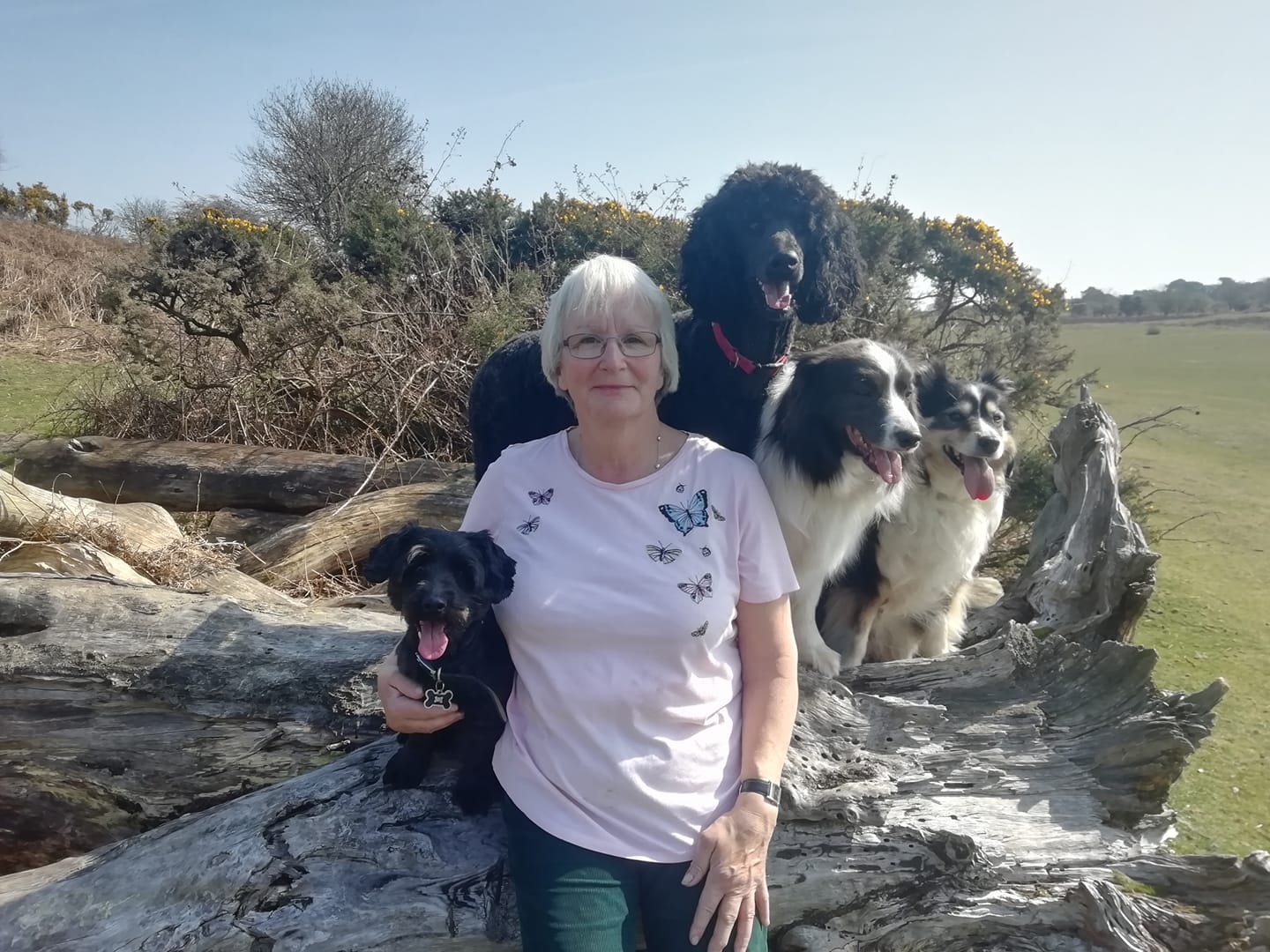 Committee – Winchester City Dog Training Club